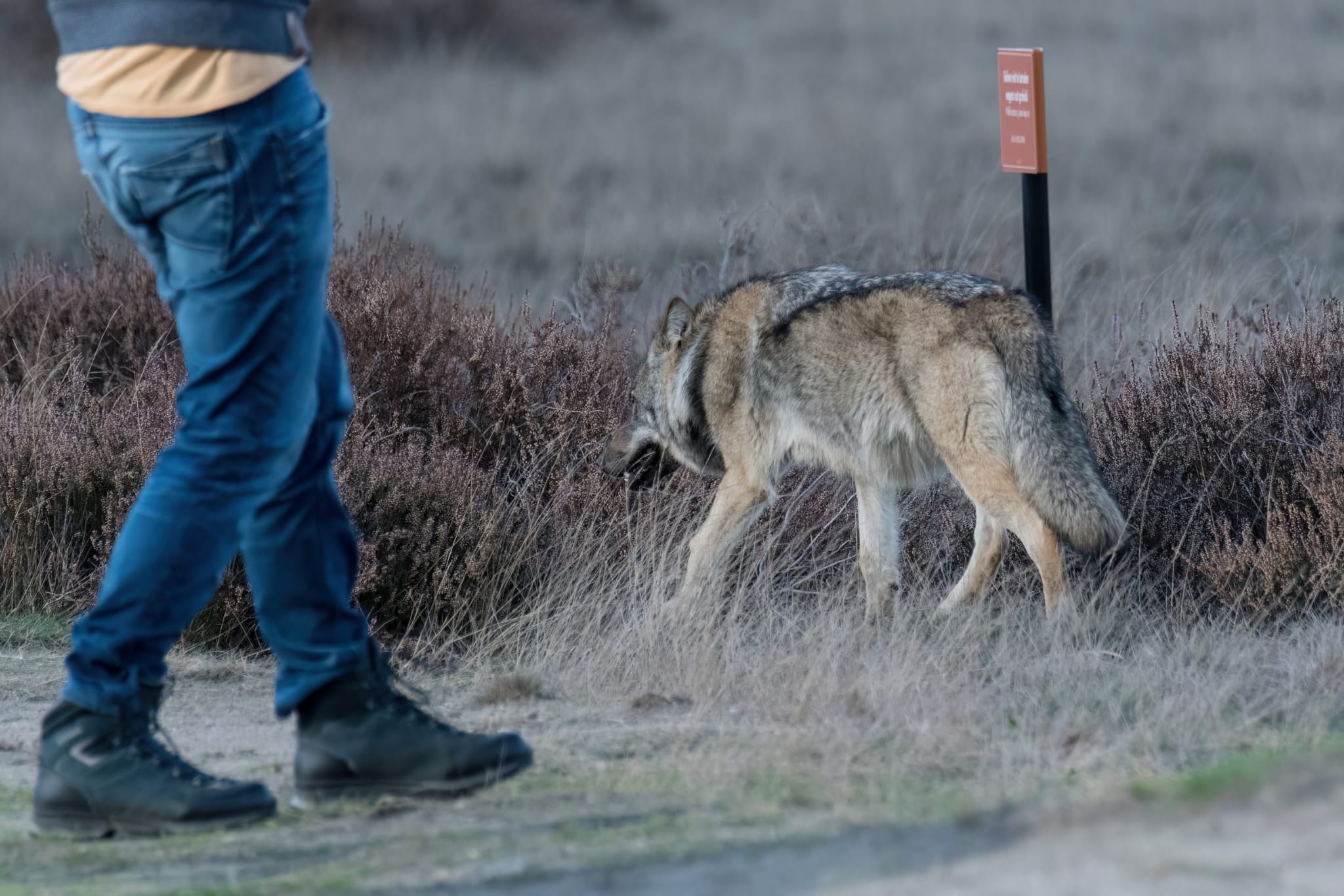 Wat te doen als u een wolf tegenkomt? — Park Hoge Veluwe Wat te doen als u een wolf tegenkomt? — Park Hoge Veluwe